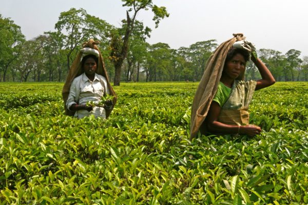 Tea - Hope Ascending